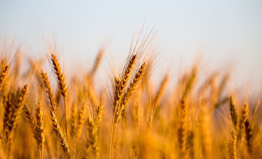 El trigo y la cizaña: el tiempo revela quién es quién - Universal México